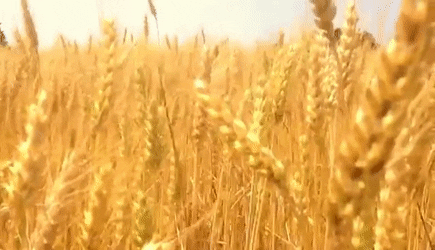 4 Best Alternatives to Grain - Biggest Competitors in 2024 - tl;dv